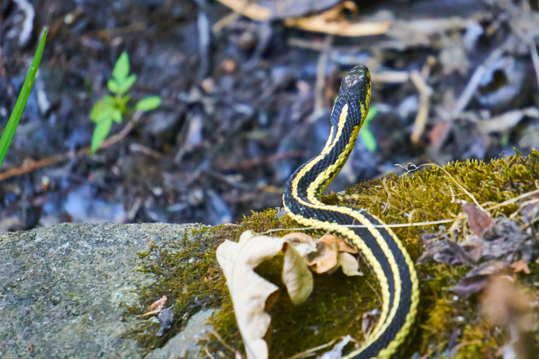 Yellow stripes – Philippe Munn